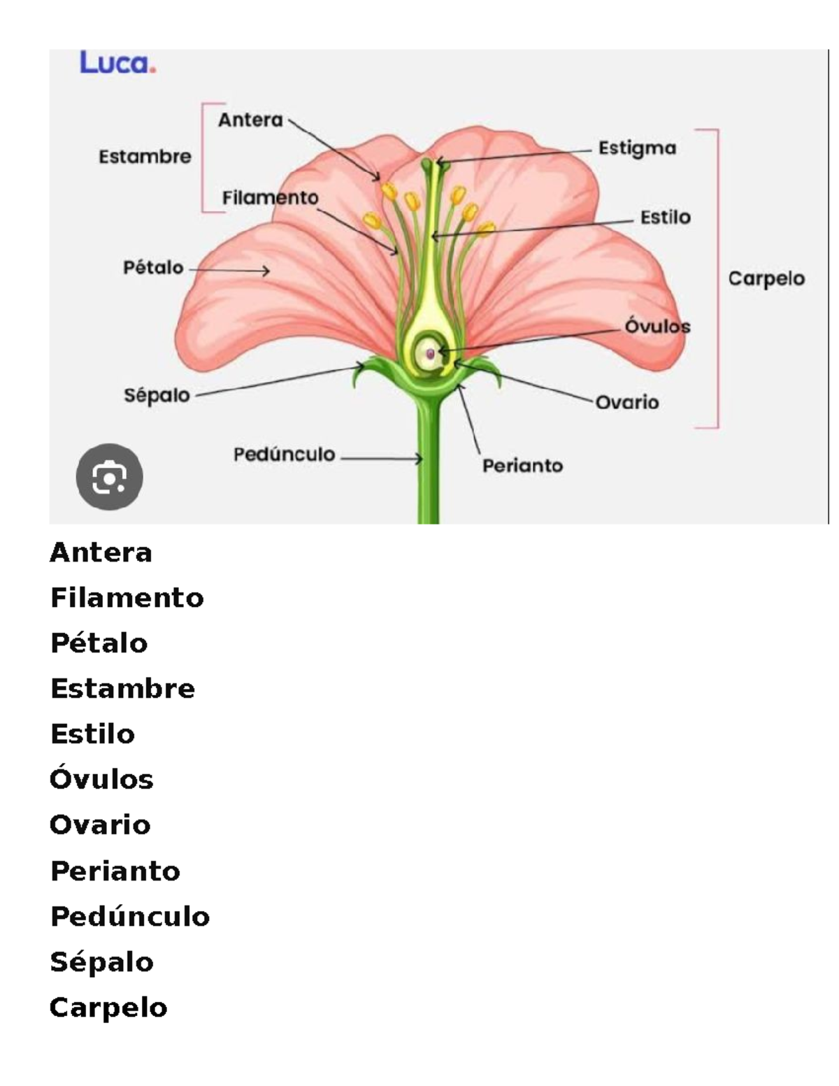 La flo de biologia - Biology - Antera Filamento Pétalo Estambre Estilo ...