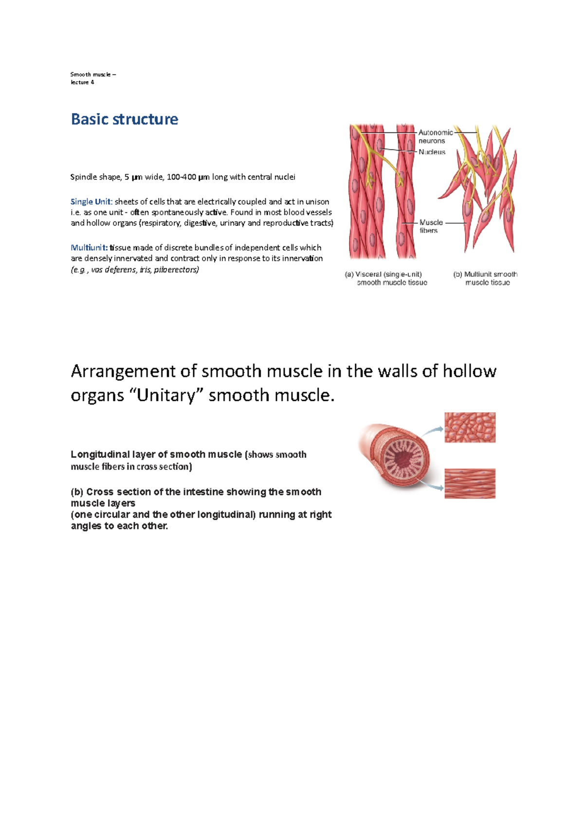 Smooth muscle lecture bio sci - Smooth muscle – lecture 4 Basic ...