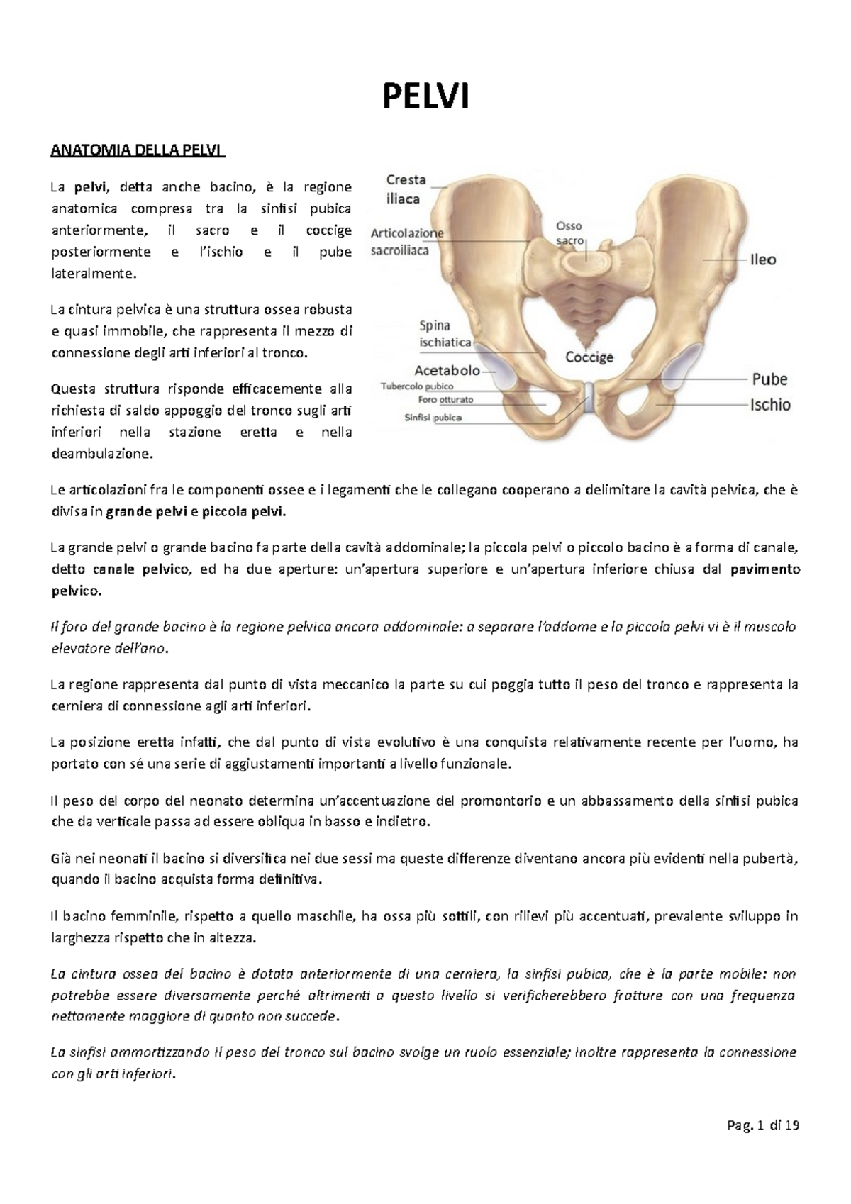 22 - Pelvi ed alterazioni della muscolatura anorettale - PELVI ANATOMIA ...