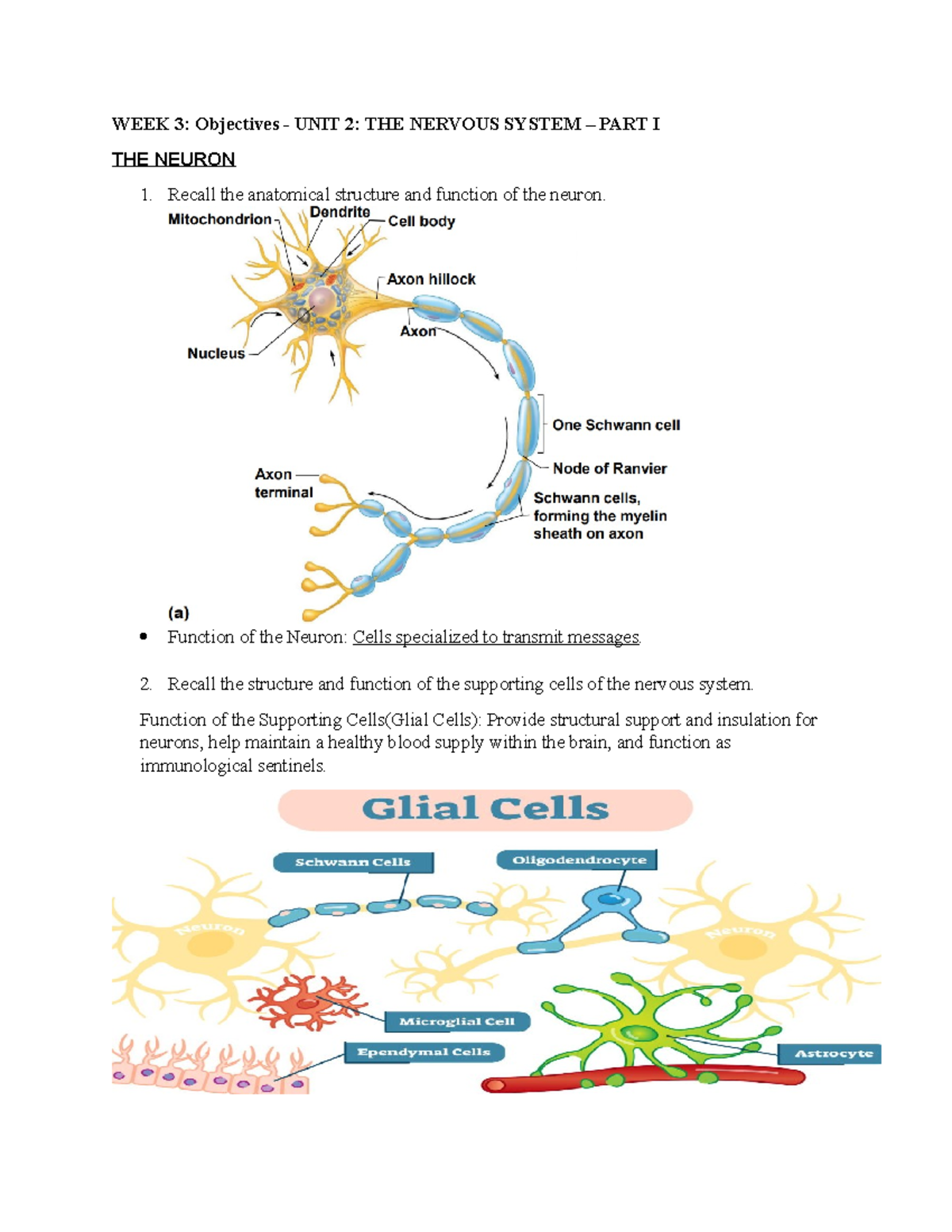 Anatomy Week 3 Objectives Notes - WEEK 3: Objectives - UNIT 2: THE ...