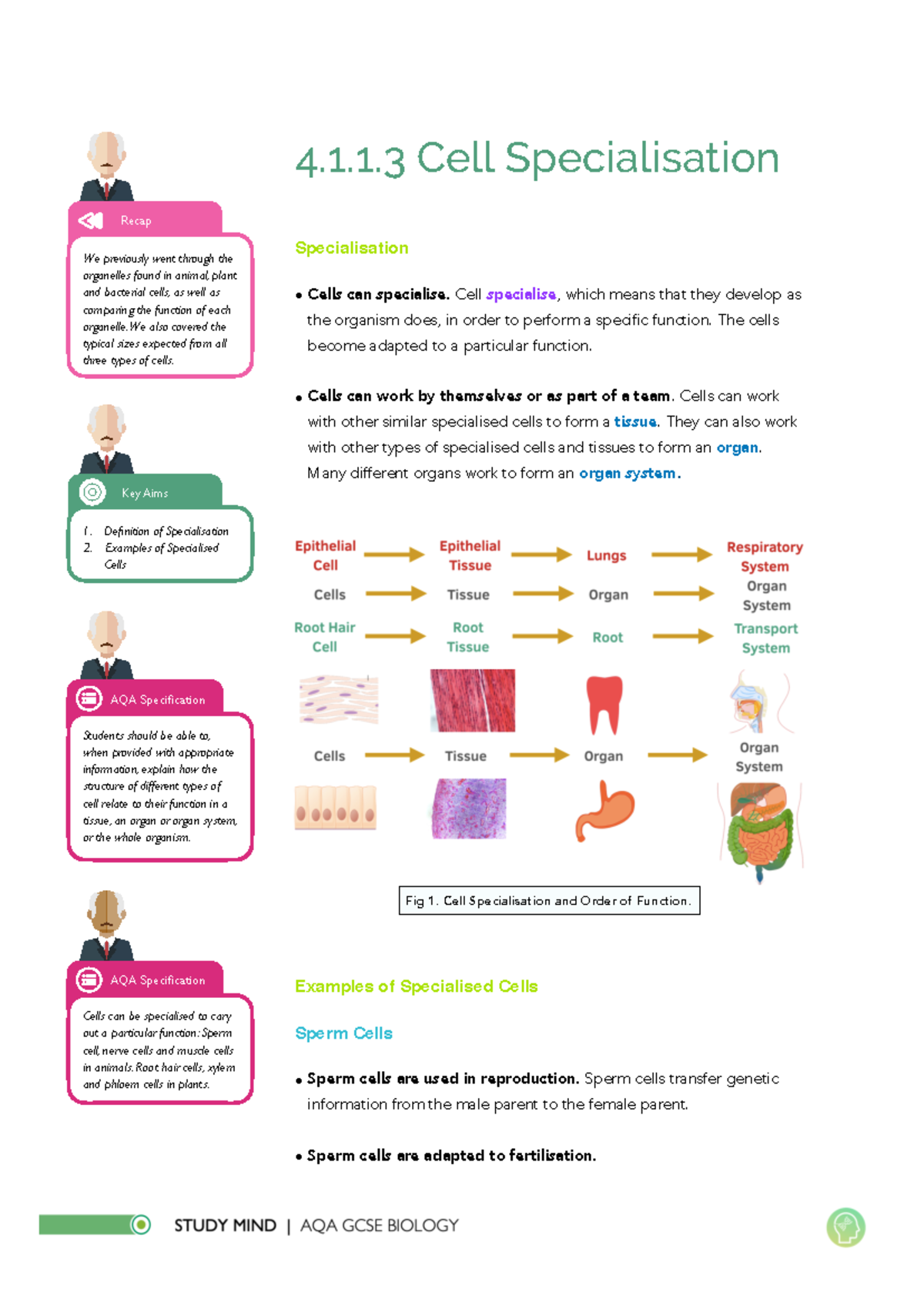 1.1.3 Cell Specialisation - 4.1.1 Cell Specialisation Specialisation ...