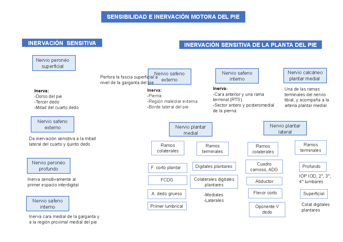 MAPA 1- Anatomía practica II - INERVACIÓN SENSITIVA INERVACIÓN ...