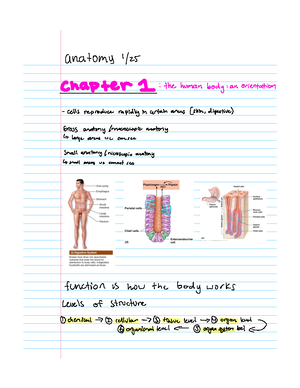 A&P - chapter 1 textbook summary - Chapter 1 - The Human Body: An ...