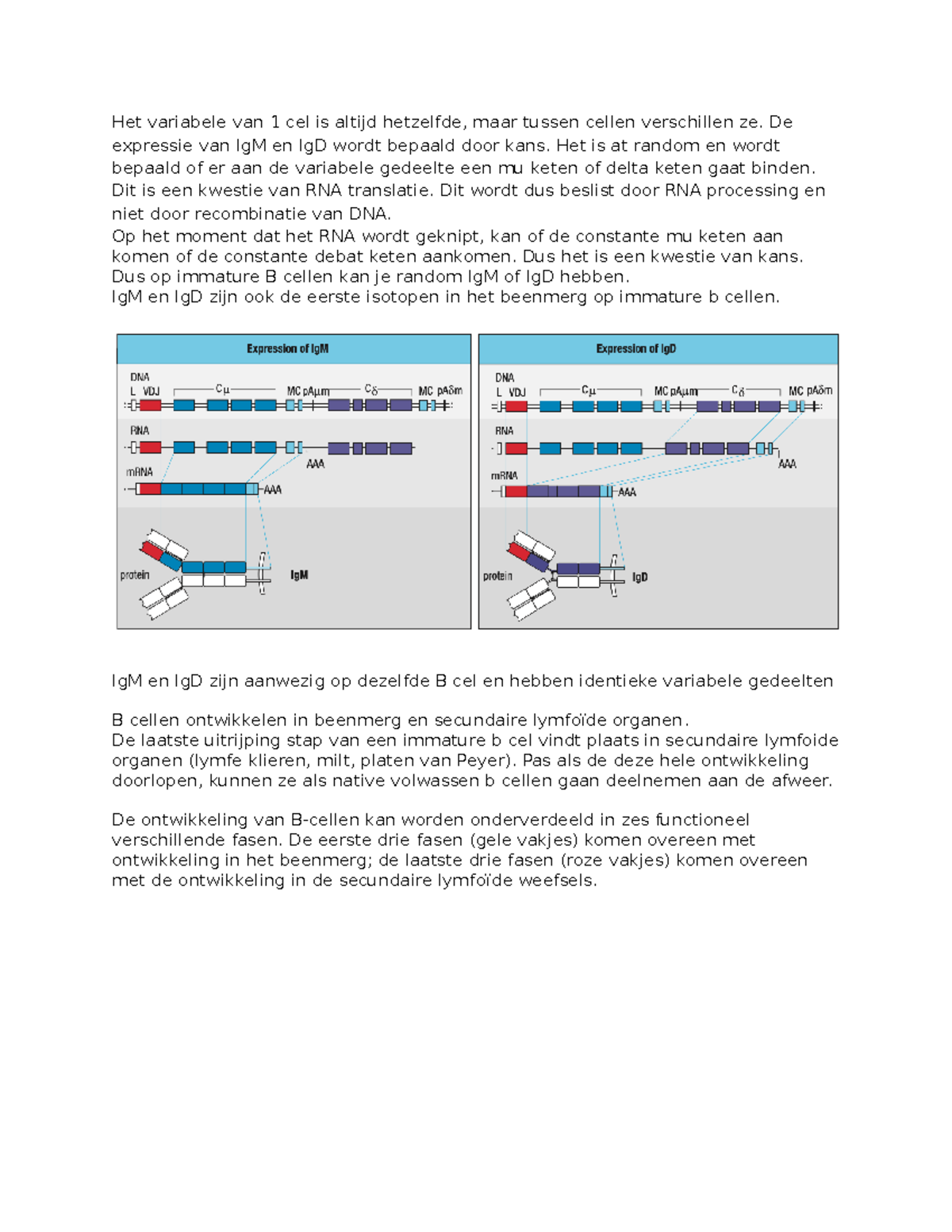 Ontwikkeling B cellen college week 2 - Het variabele van 1 cel is ...