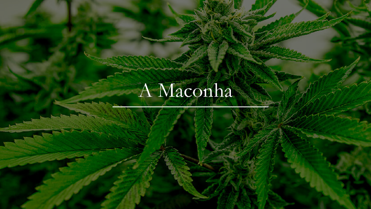 DOC-20240916-WA0004 - Sim - A Maconha A maconha é uma planta da família ...