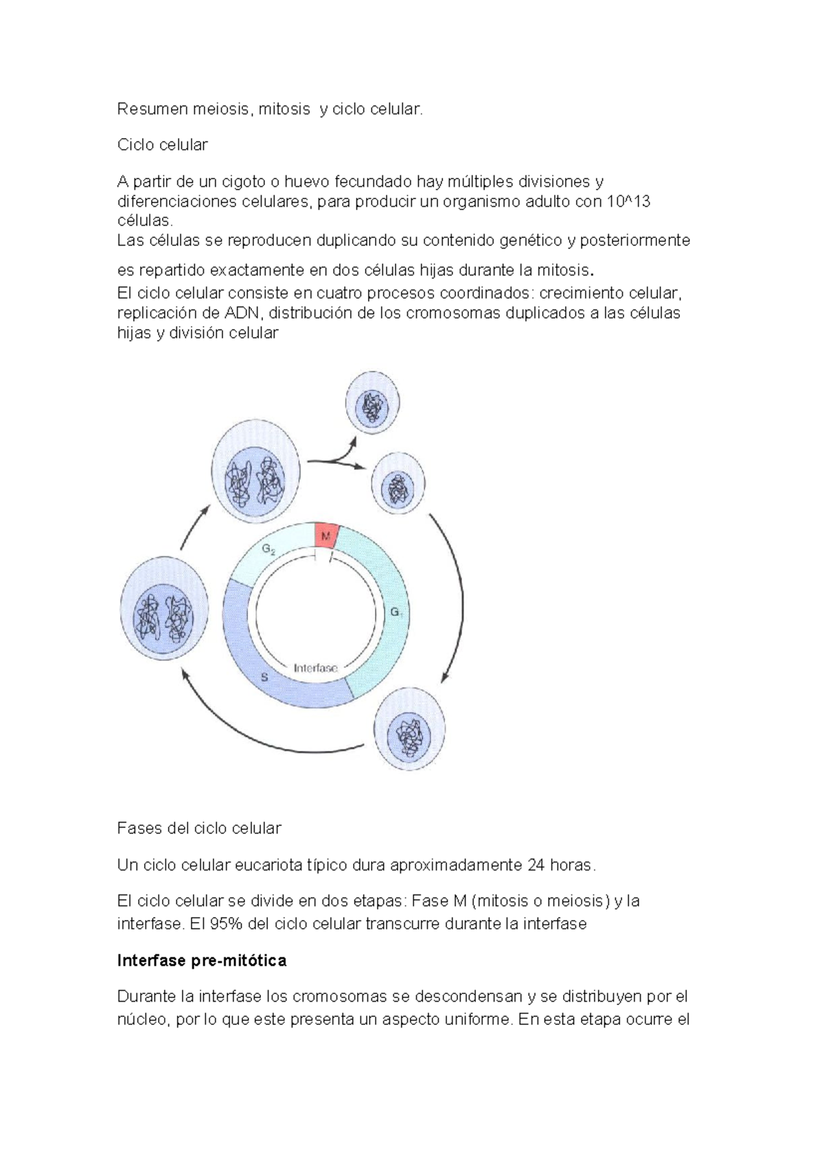 Fases del ciclo celular - Resumen y FOTOS - equaco.com