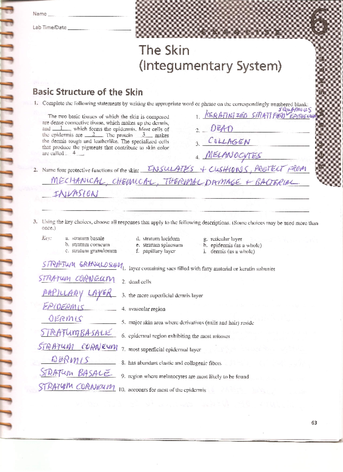 Lab Ex - Practice material for exercise 6 - Name Lab 6 EXERCISE The Skin (Integumentary System ...