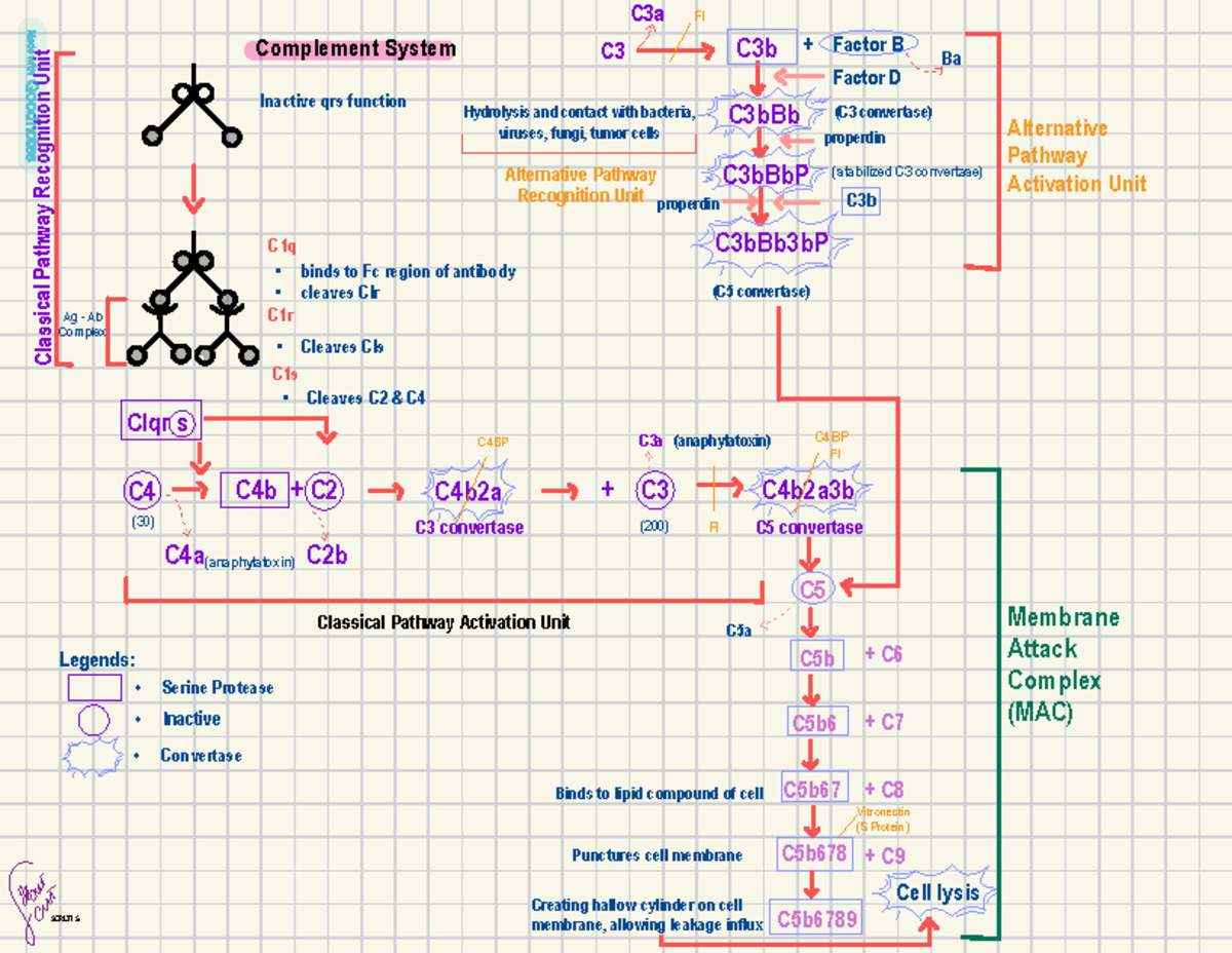 Complement system - ADDITIONAL NOTES - Complement System Classical ...