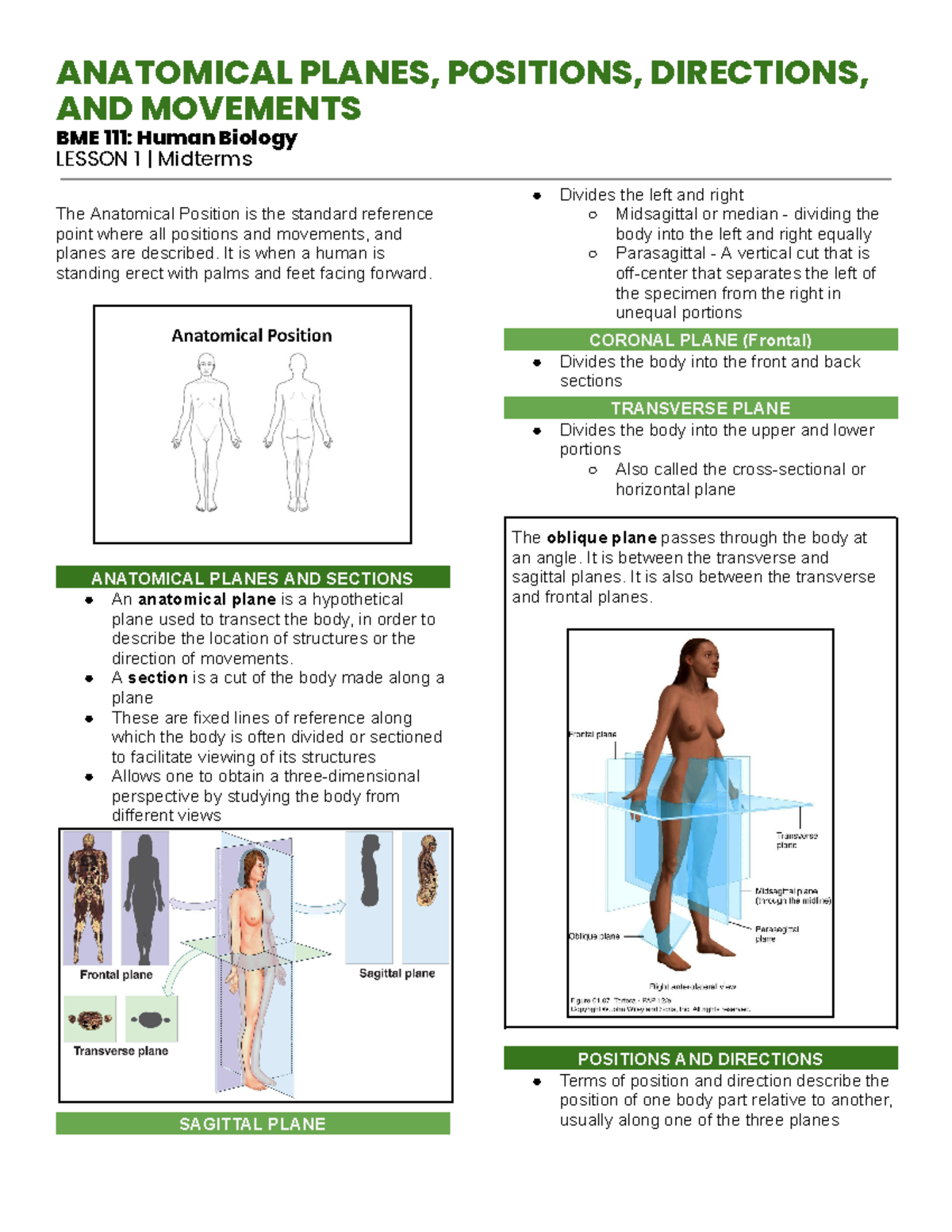 Human Biology - ANATOMICAL PLANES, POSITIONS, DIRECTIONS, AND MOVEMENTS ...