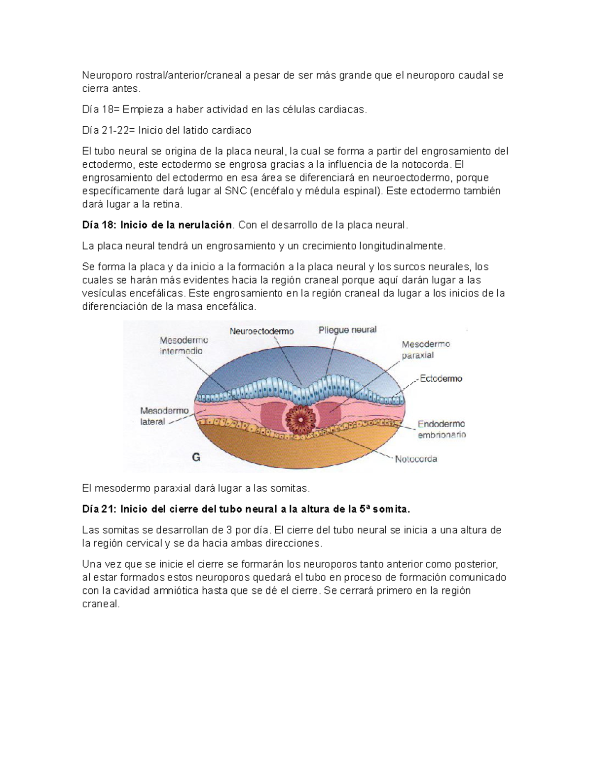 Clase 07 03 18 - Apuntes de embriología - Neuroporo rostral/anterior ...