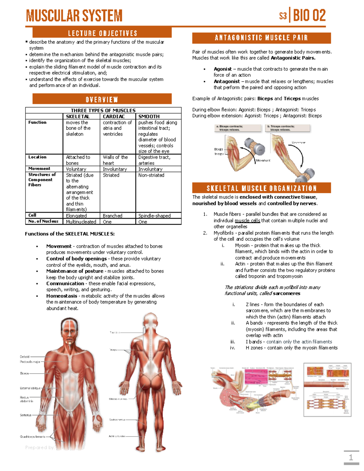 BIOLOGY 02_ Basics of the Muscular System - Prepared by: Heart Galo ...