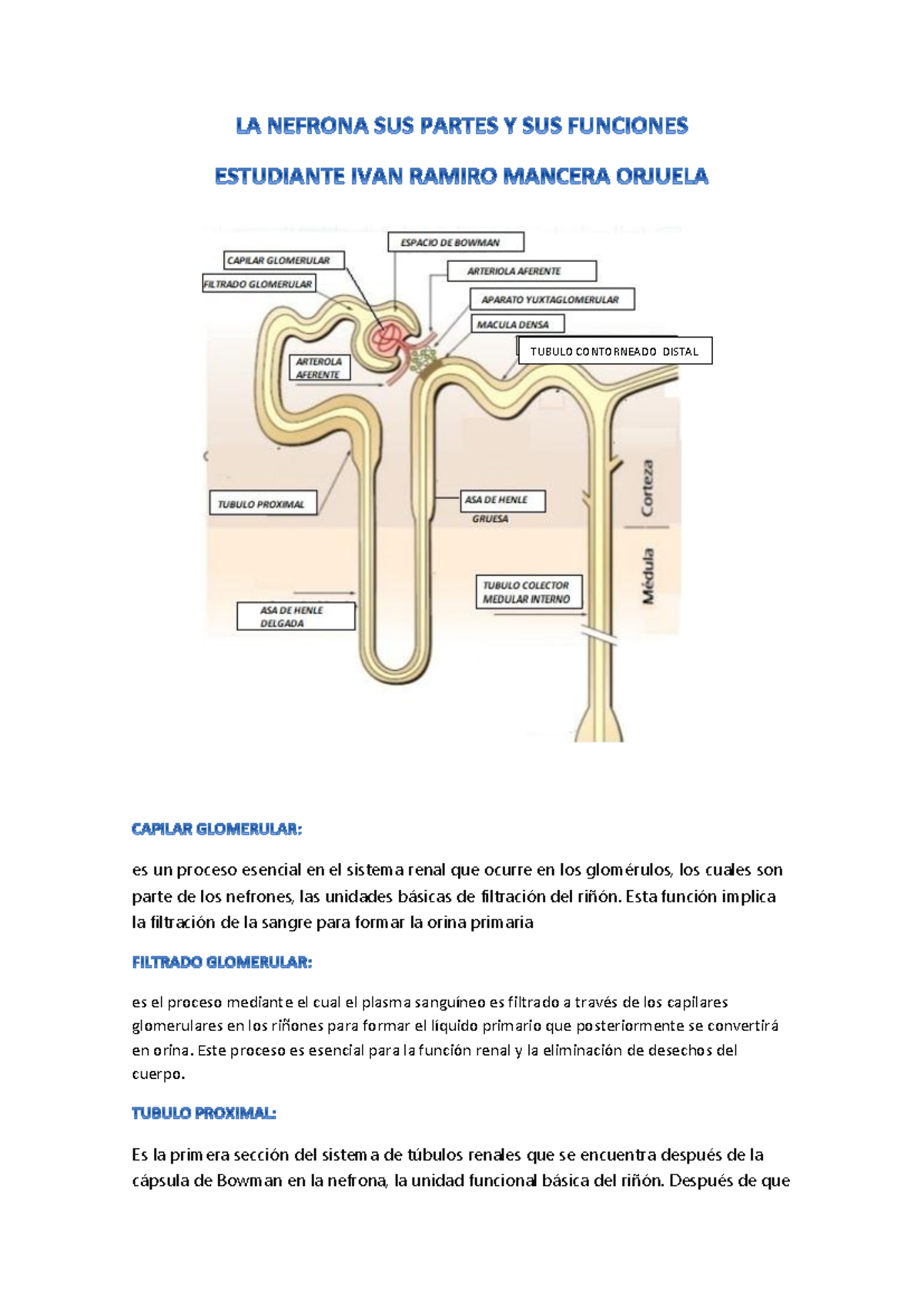LA Nefrona SUS Partes Y SUS Funciones - es un proceso esencial en el ...