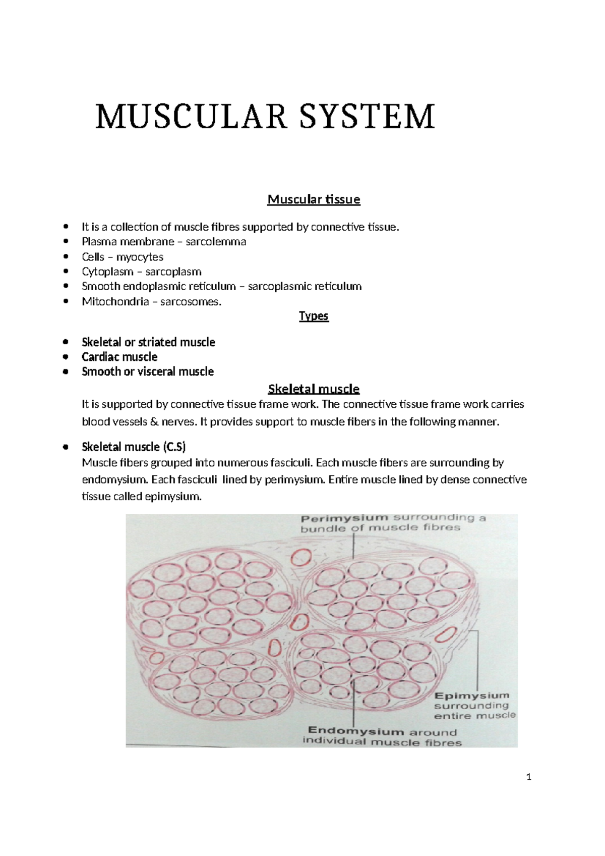 Muscular system - MUSCULAR SYSTEM Muscular tissue It is a collection of ...