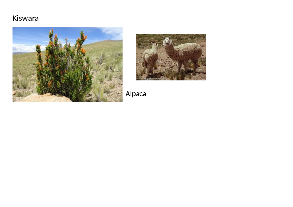 Doc2 - imagenes - Psicología - Kiswara WHI Alpaca Kiswara WHI Alpaca ...
