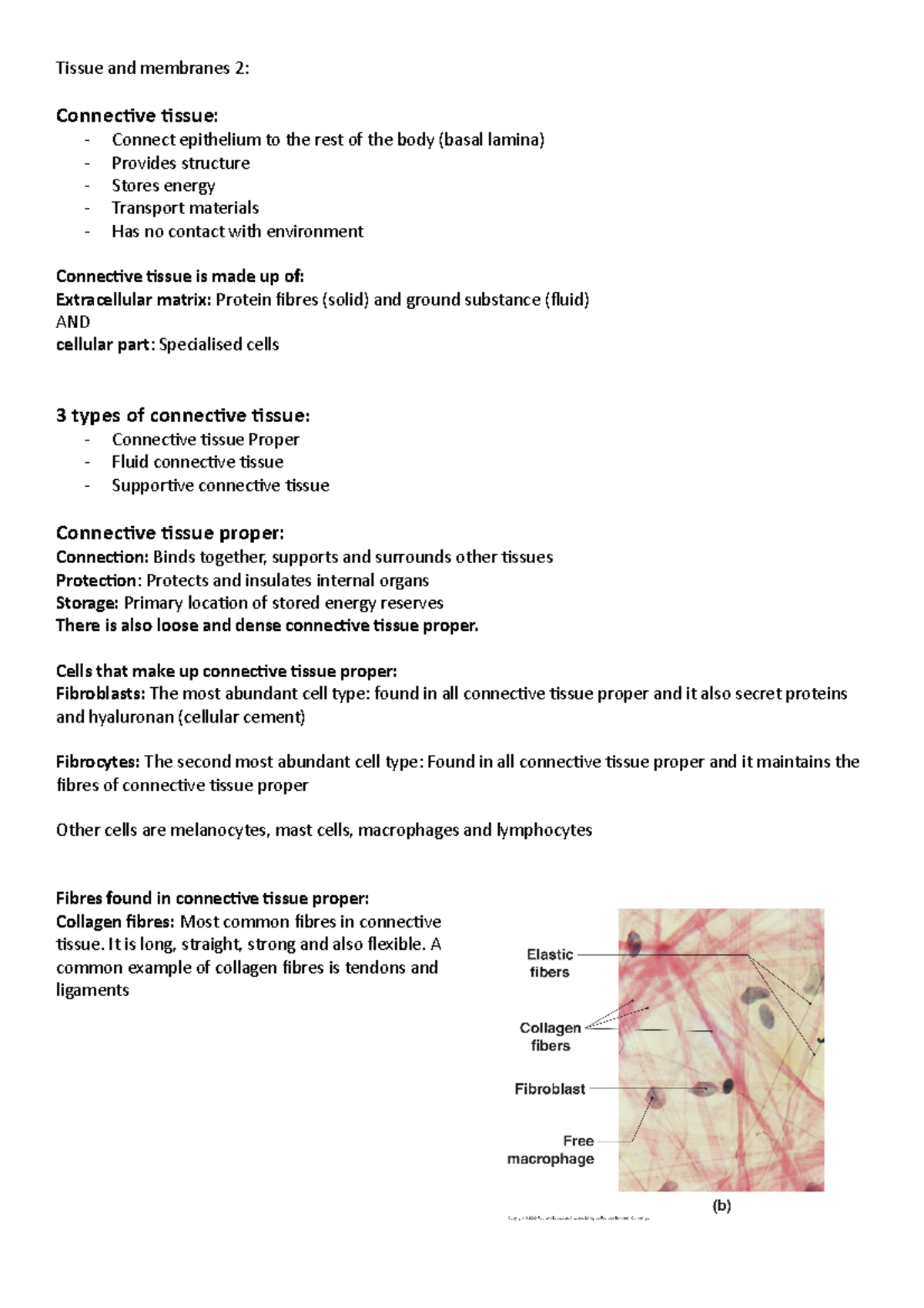 Tissue and membranes 2 - Lecture notes 2 - Tissue and membranes 2 ...