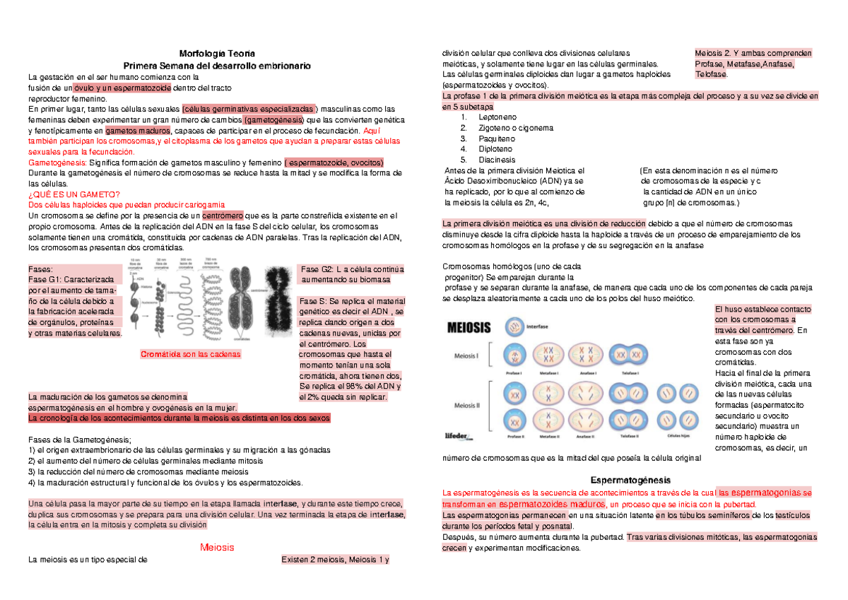 Morfogénesis Teoria - Morfología Teoría Primera Semana del desarrollo ...