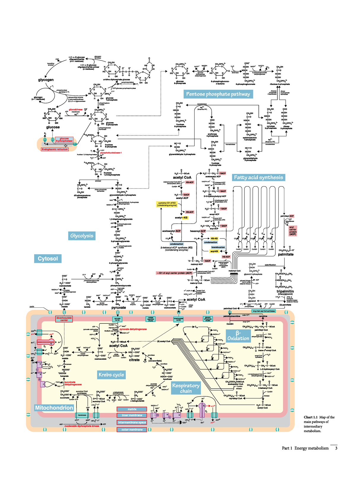 A3 schema metabolisme systemen - Voeding - Studeersnel