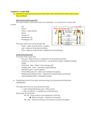 Lecture 2 upper limb anatomy - Lecture 2: Upper limb musculoskeletal ...