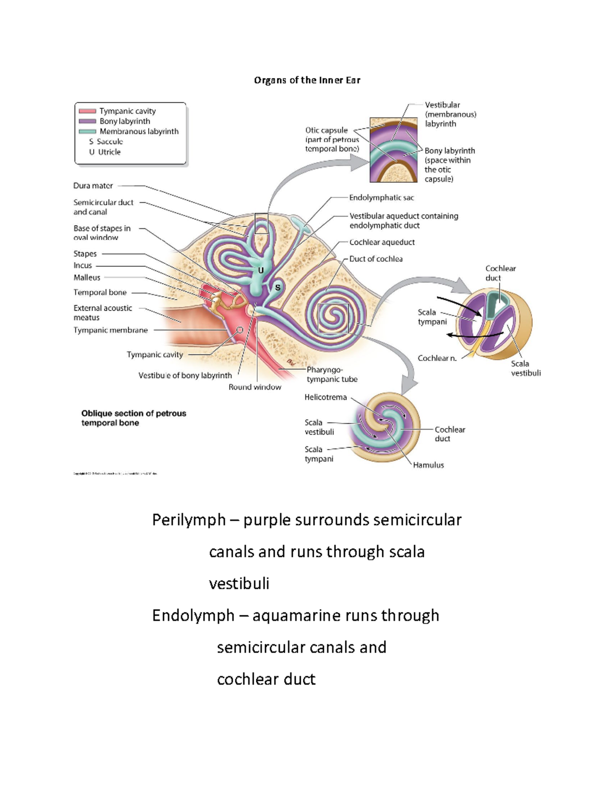 Organs of the Inner Ear - Organs of the Inner Ear Perilymph – purple ...