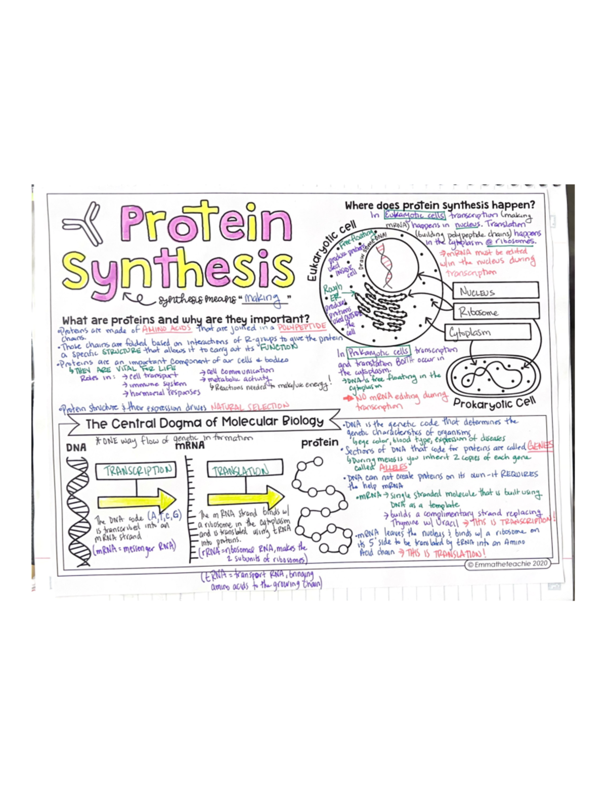 Protein Synthesis Notes - Studocu