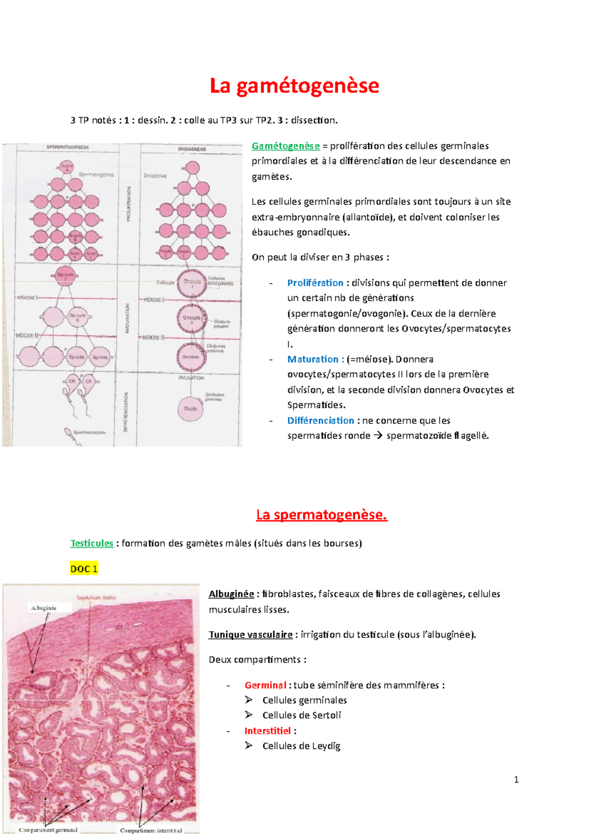 La-gamétogenèse - Les différentes coupes étudiées en TP concernant la ...