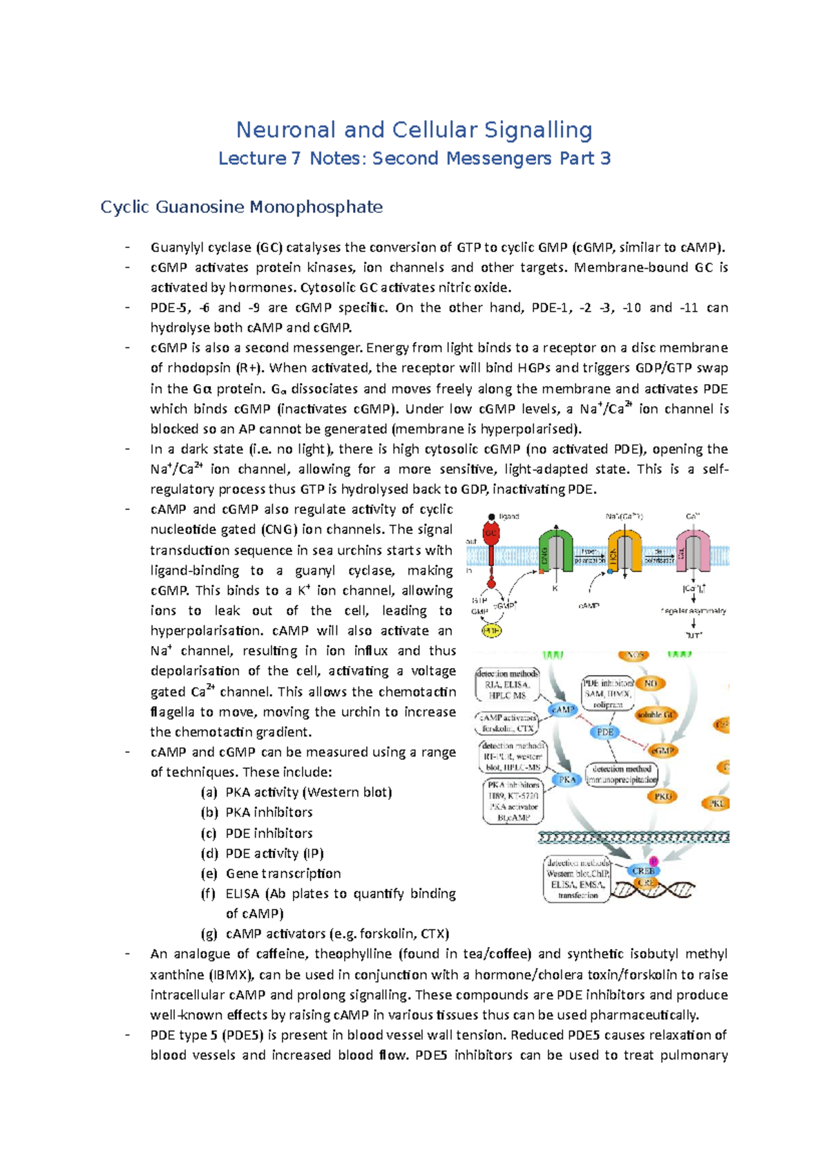 Lecture 7 Notes Second Messengers Part 3 Neuronal And Cellular Signalling Lecture 7 Notes