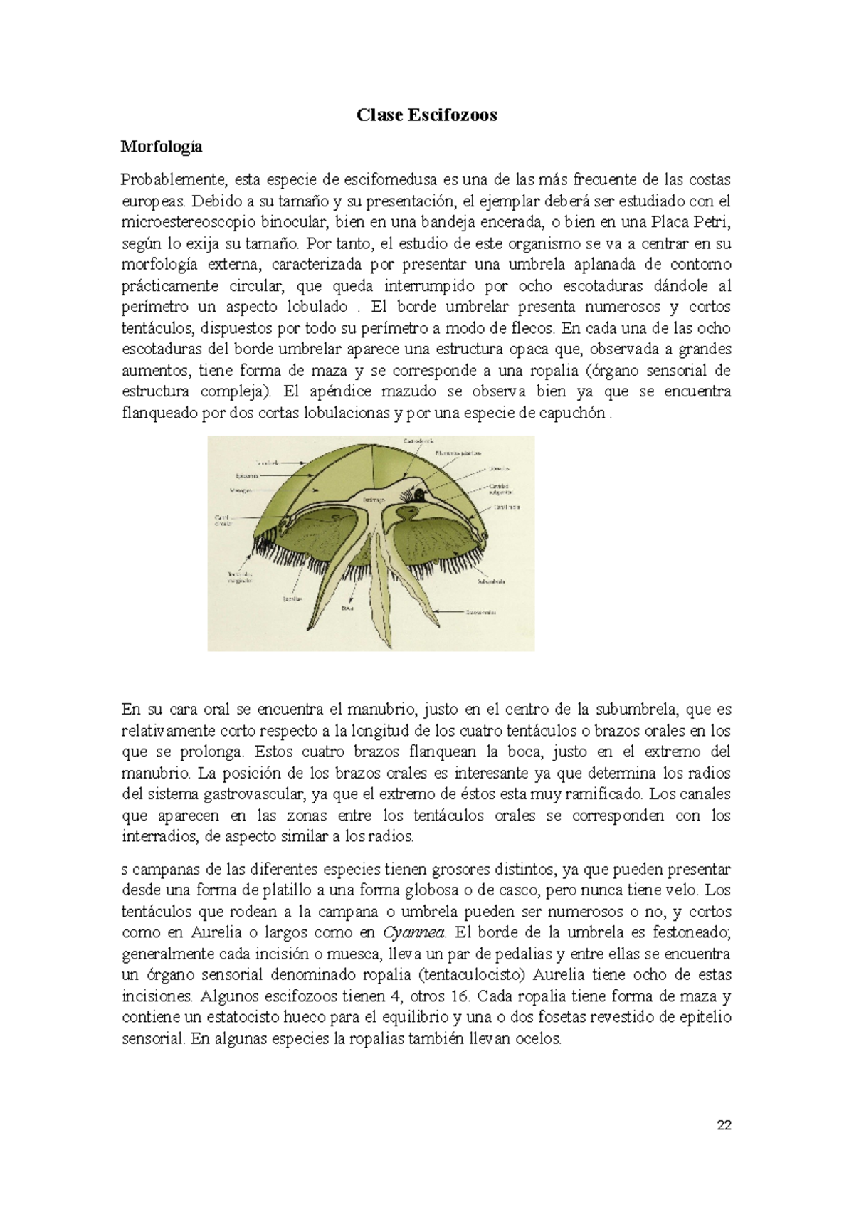 Escifozoos - Medusas - Clase Escifozoos Morfología Probablemente, esta ...