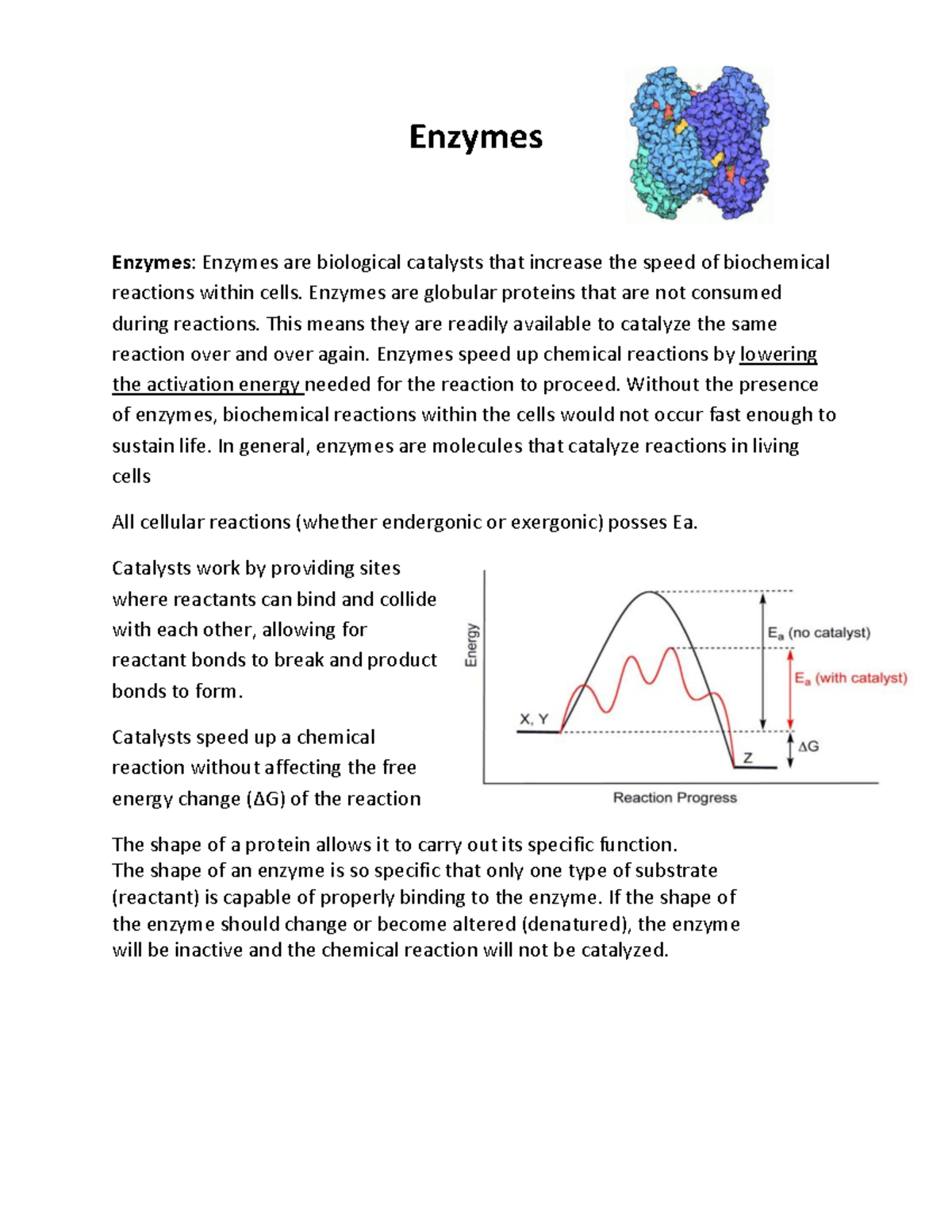 Enzymes - notes - Enzymes Enzymes: Enzymes are biological catalysts ...
