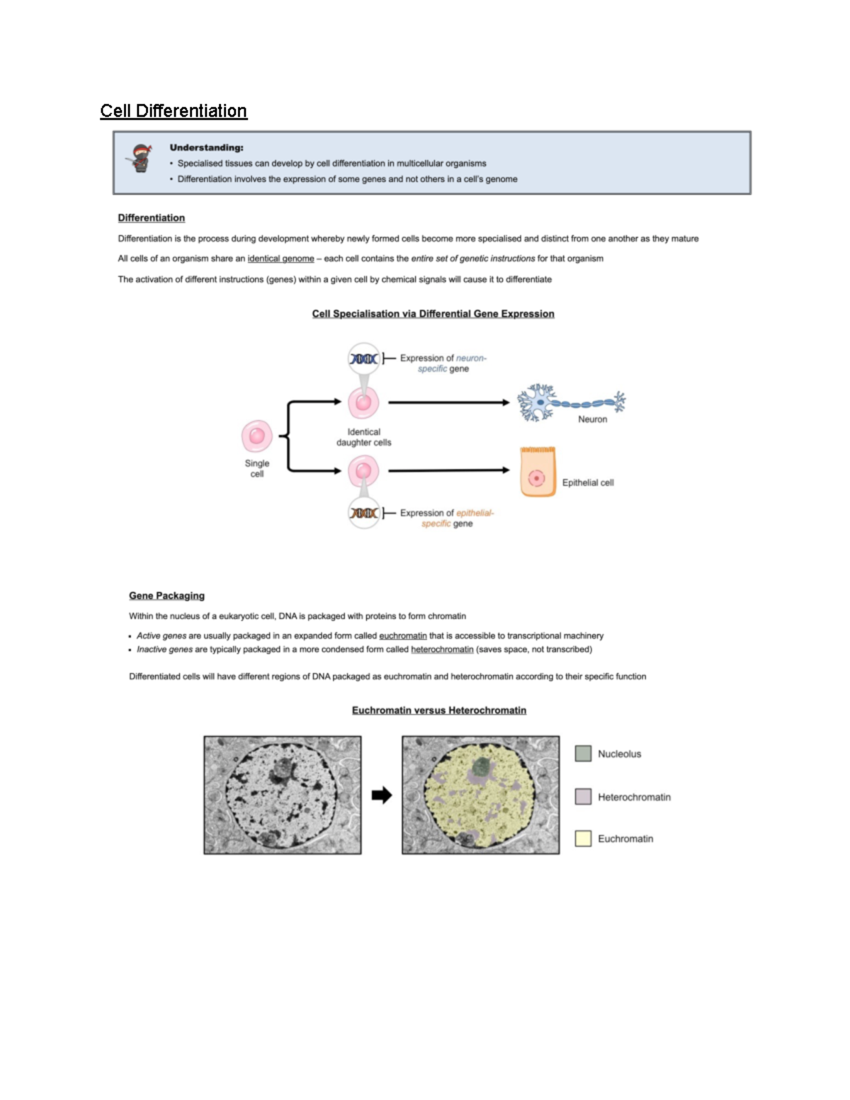 Cell Biology: Cell Introduction - Cell Differentiation - BIS 2A - Cell Differentiation - Studocu