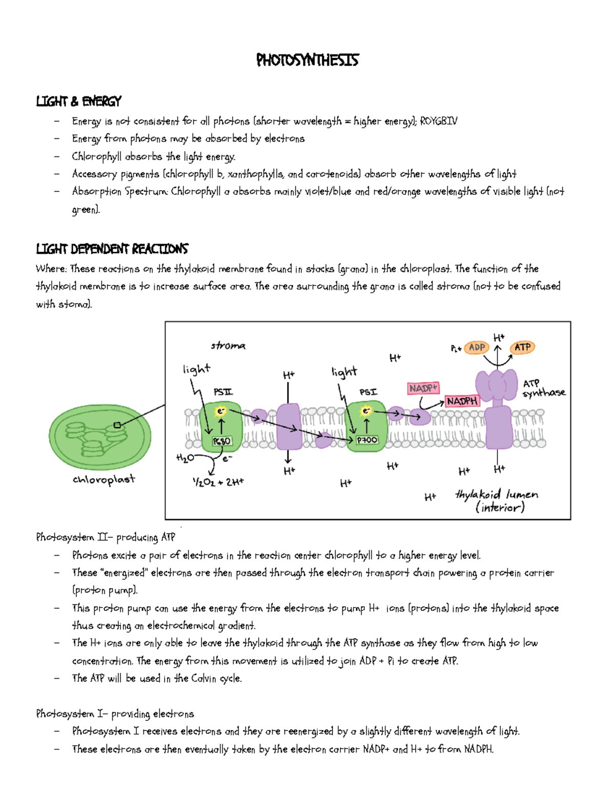 Biology Test - Cellular Respiration and Photosynthesis - PHOTOSYNTHESIS ...
