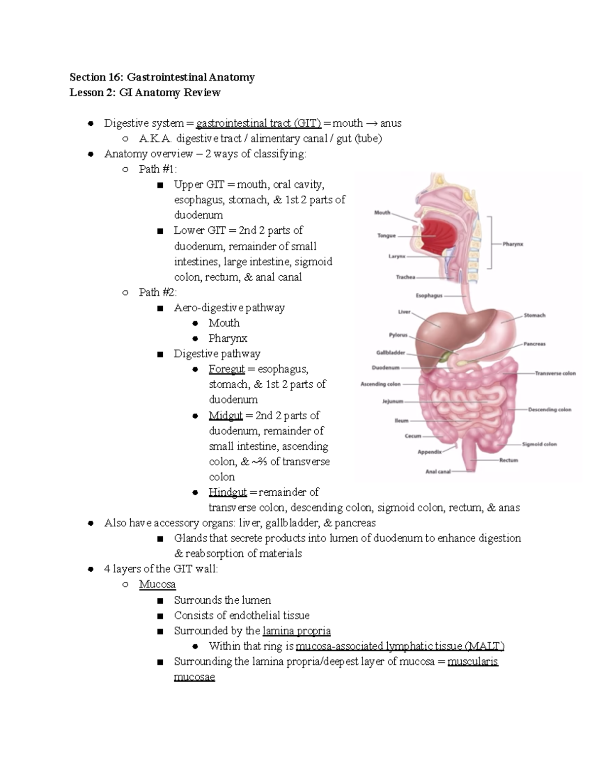 57- Gastrointestinal Anatomy Review - Section 16: Gastrointestinal ...
