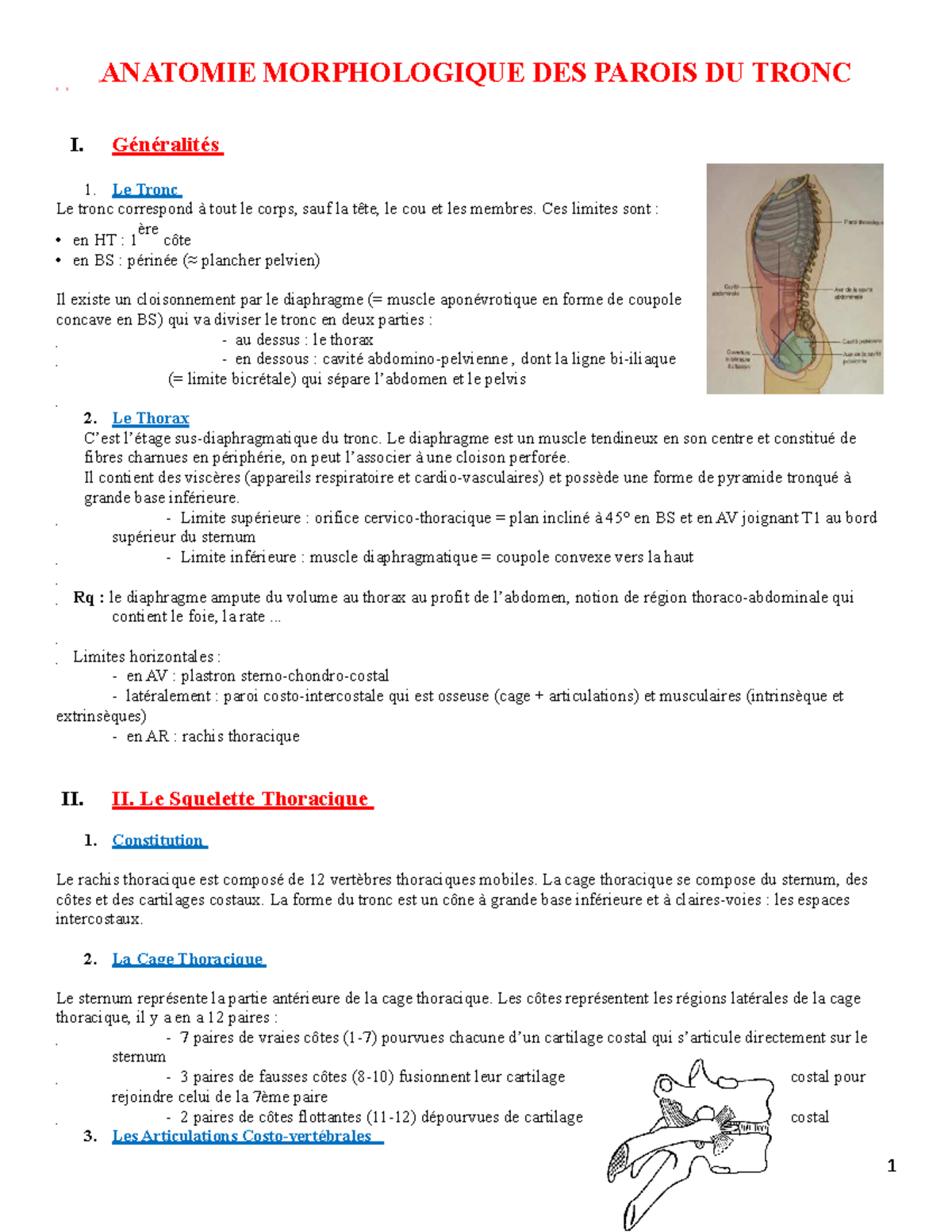 Anatomie Morphologique DES Parois DU Tronc - ANATOMIE MORPHOLOGIQUE DES ...