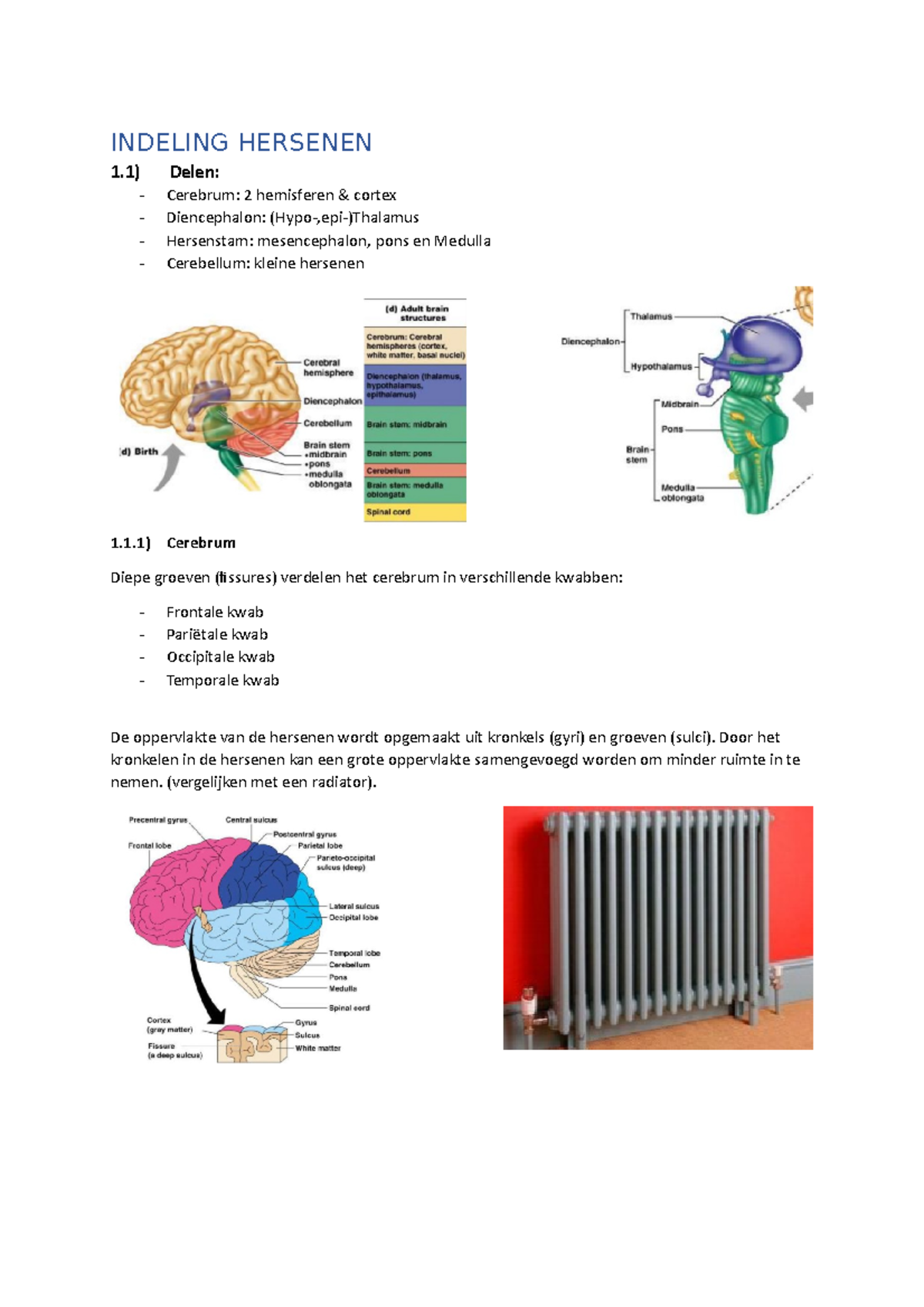 Indeling Hersenen - INDELING HERSENEN 1) Delen: Cerebrum: 2 hemisferen ...