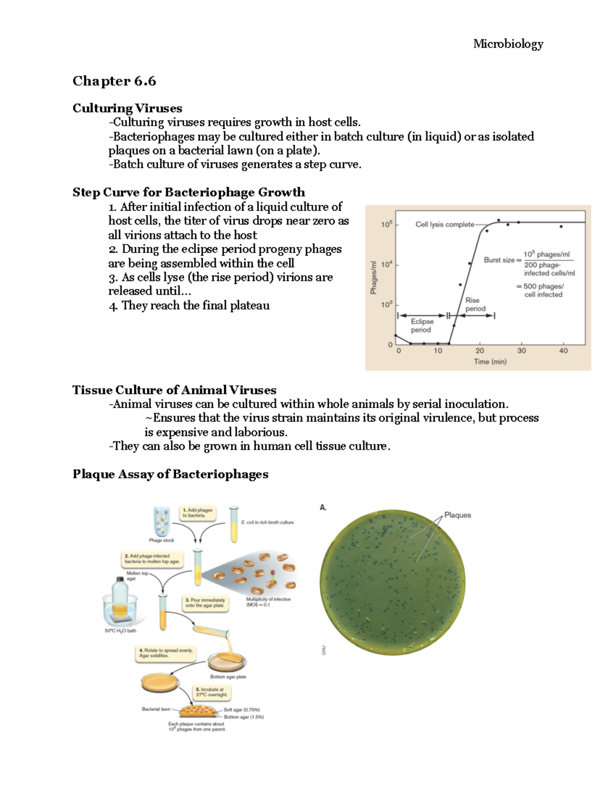 Micro 6.6 Outline - Microbiology Chapter 6. Culturing Viruses ...