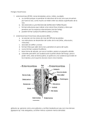 [Solved] explicaBiosntesis de la ribulosa bisfosfato carboxilasa ...