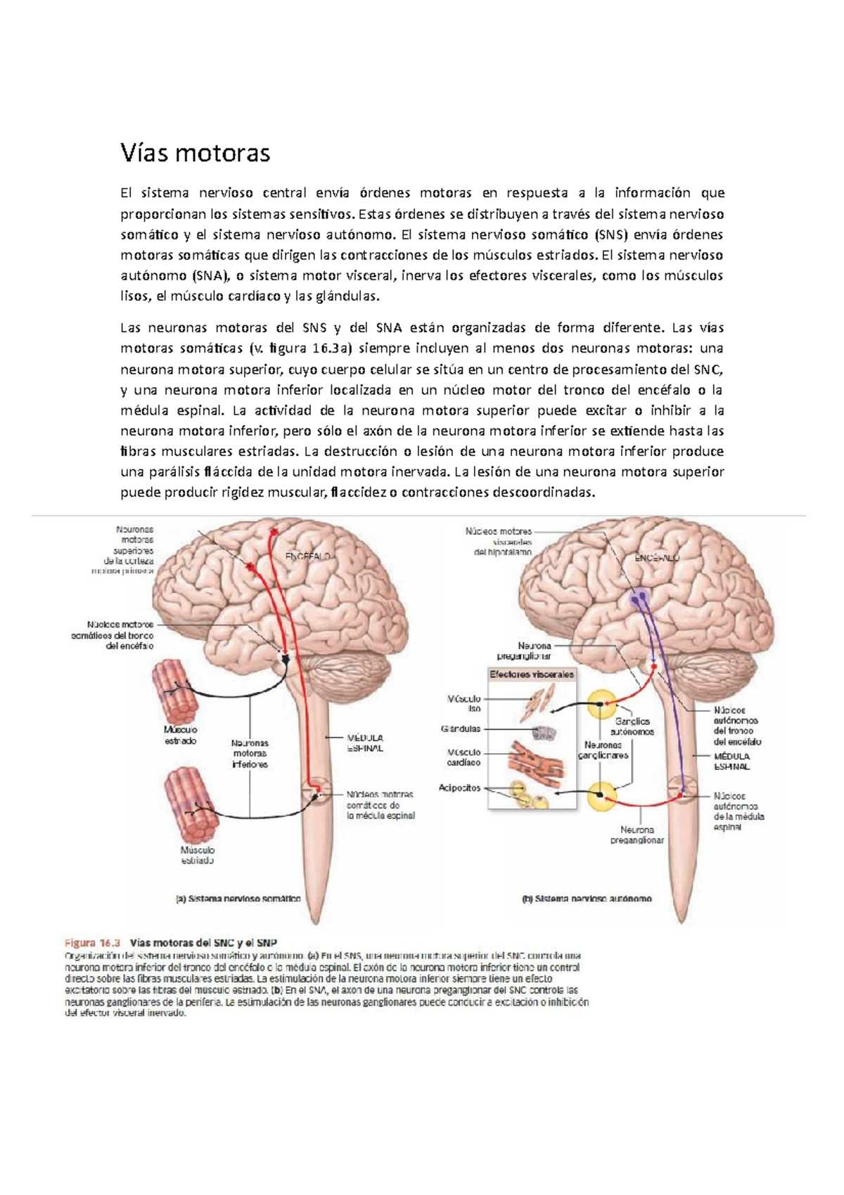 Resumen Practica #9-Vías motoras - Vías motoras El sistema nervioso ...