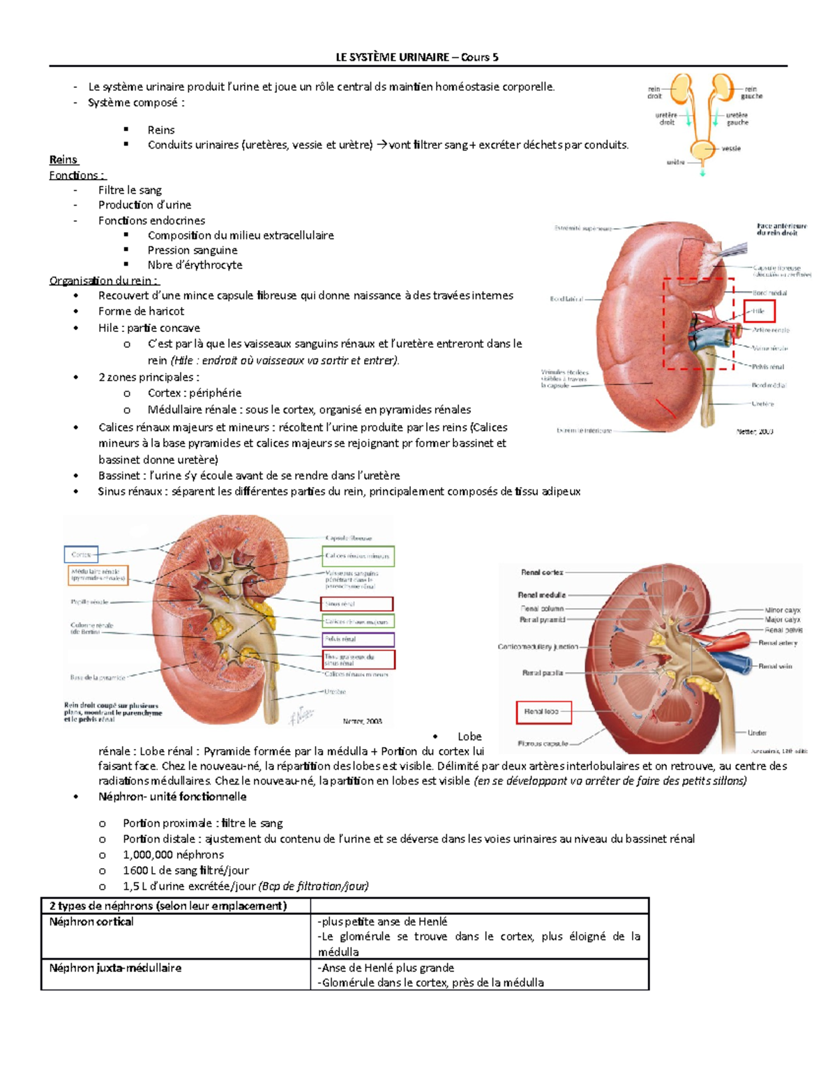 Histo Résumés Exam 2 - LE SYSTÈME URINAIRE – Cours 5 Le système ...