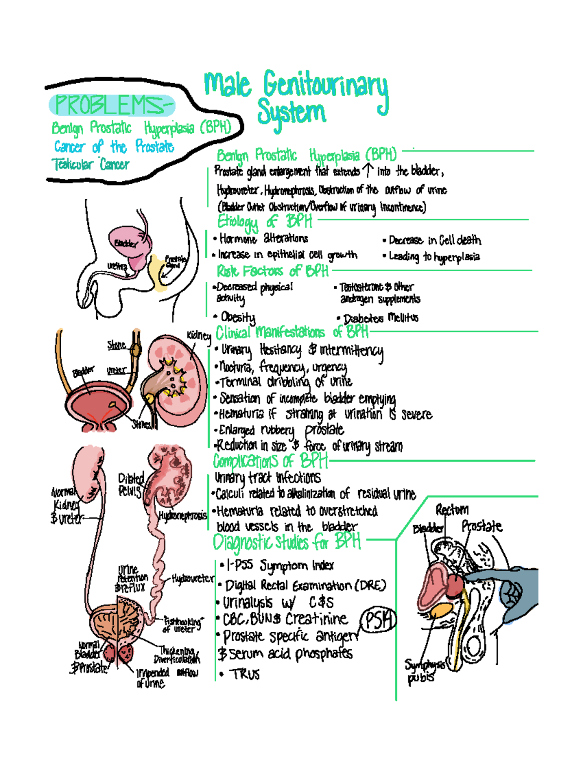 Male genitourinary system handwritten - NURS 1102 - Studocu