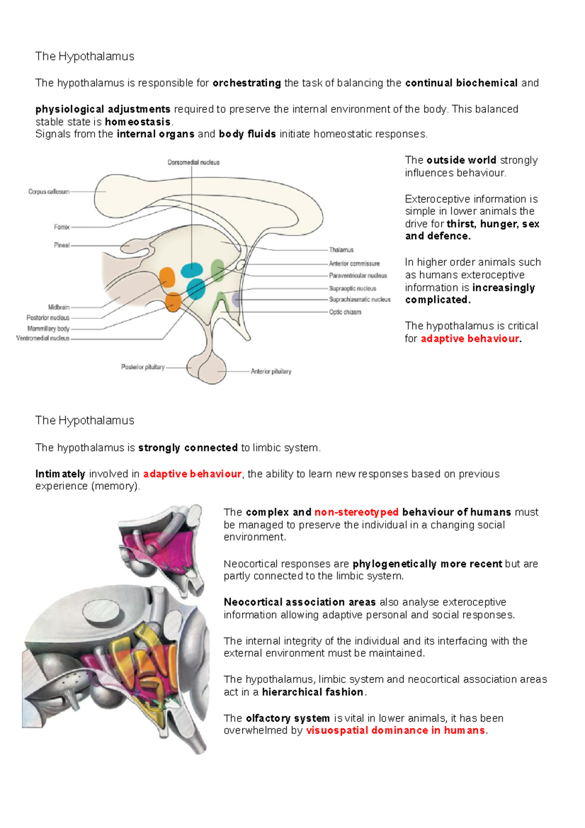 WEEK 7 The Hypothalamus - The Hypothalamus The hypothalamus is ...