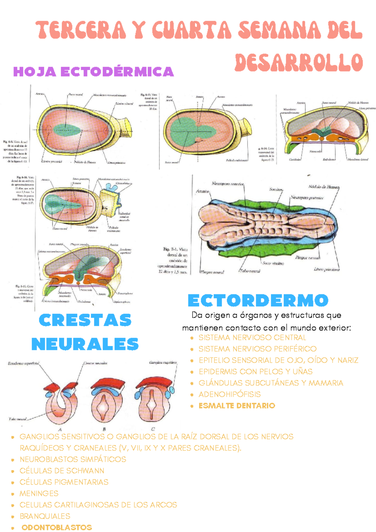 Tercera Y Cuarta Semana DEL Desarrollo. Embriologia - TERCERA Y CUARTA SEMANA DEL DESARROLLO ...