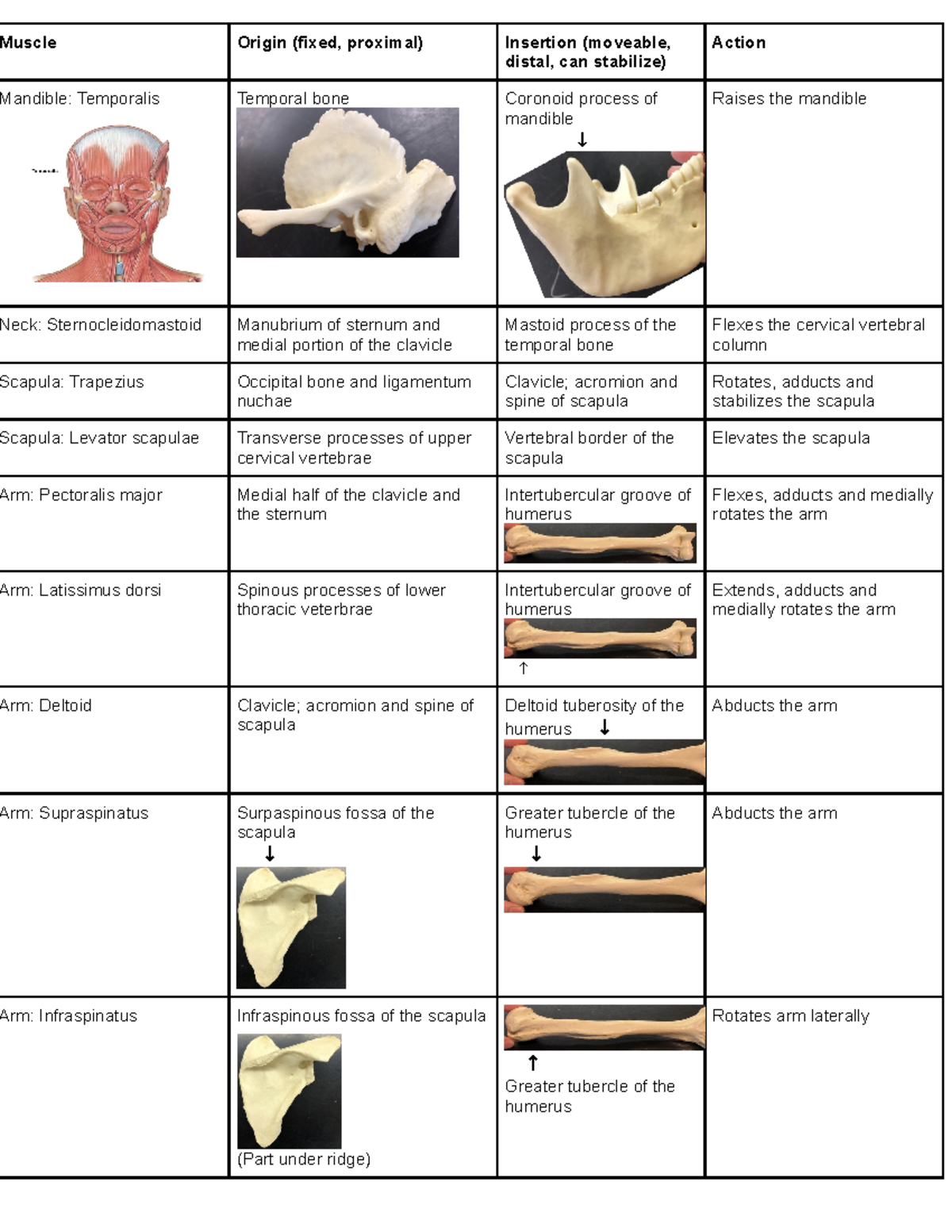 Attachments - Muscle Origin (fixed, proximal) Insertion (moveable ...