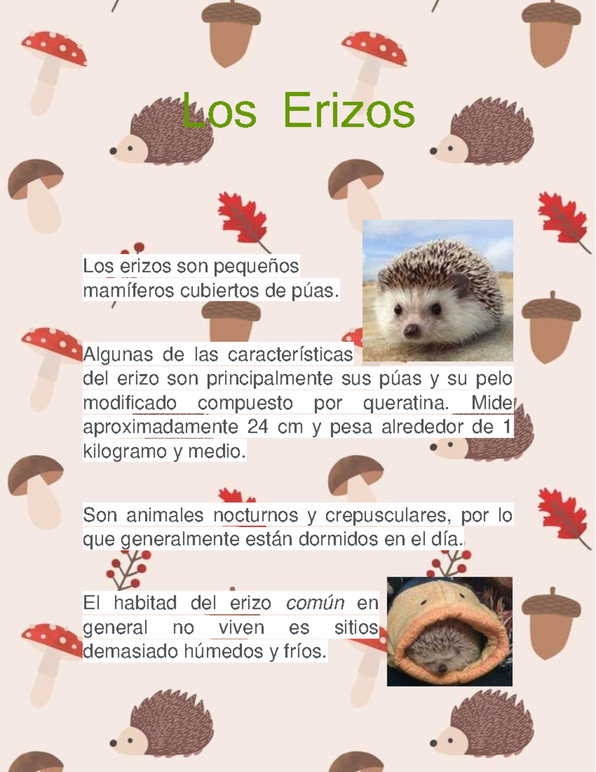 Los Erizos (borrador 2) - Los Erizos Los erizos son pequeños mamíferos ...