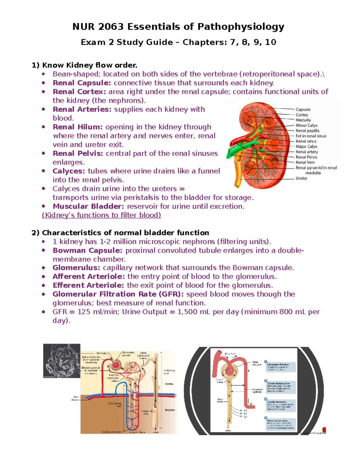 Path Study Guide 2 - NUR 2063 Essentials of Pathophysiology Exam 2 ...