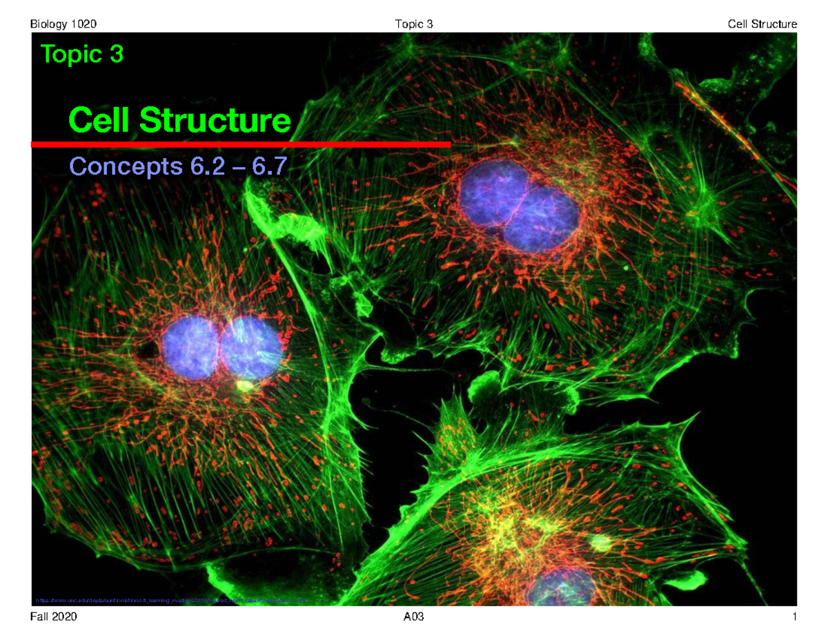 3-Cell Structure - Notes - © Scott 2020 Cell Structure Concepts 6 – 6 ...