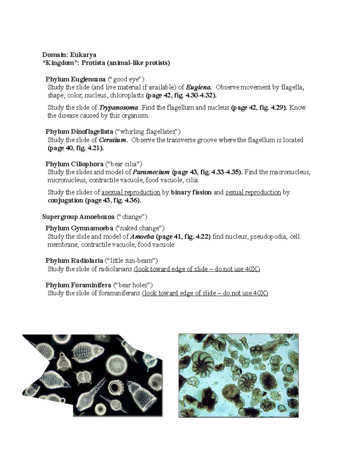 Protist lab sheet - BIO L101 - Domain: Eukarya “Kingdom”: Protista ...