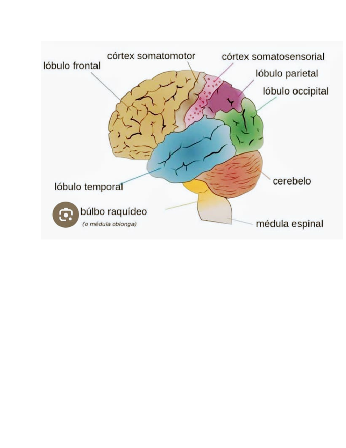 Cerebro - Biología Celular y Molecular - córtex somatomotor córtex ...