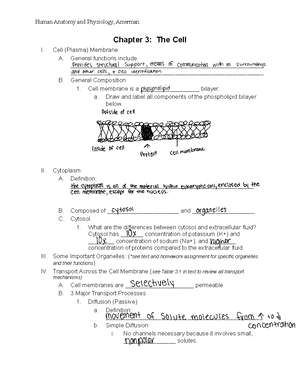 Chapter 13 Outline-LP - Essentials of Anatomy and Physiology, Marieb ...