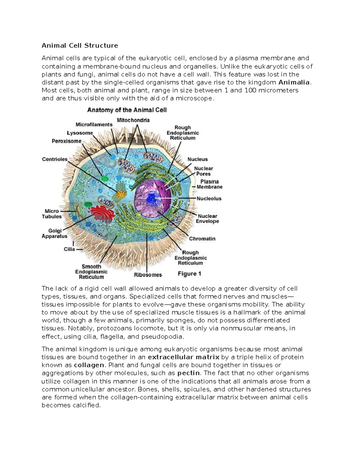Animal Cell Structure - Animal Cell Structure Animal cells are typical ...