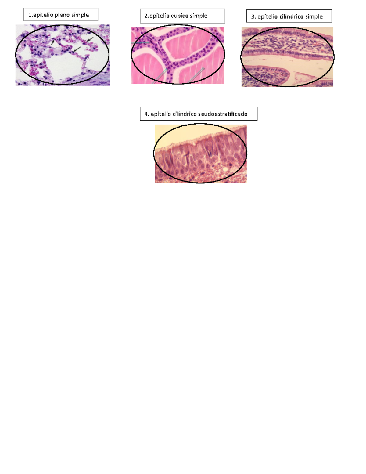 Placas Histologicas - Histología - 1 plano simple 2 cubico simple 3 ...