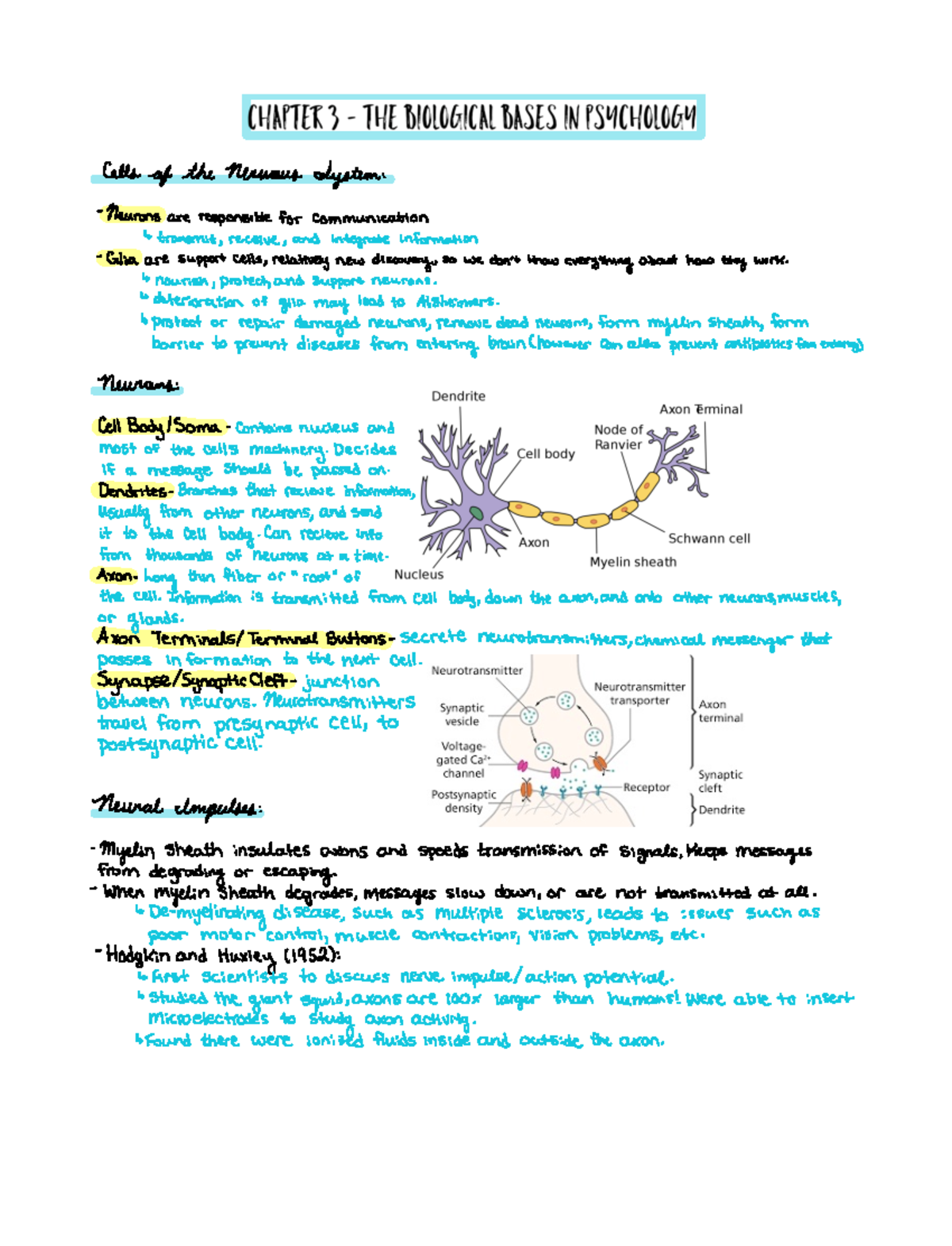 Chapter 3 - The Biological Bases in Psychology - Cells of the ...